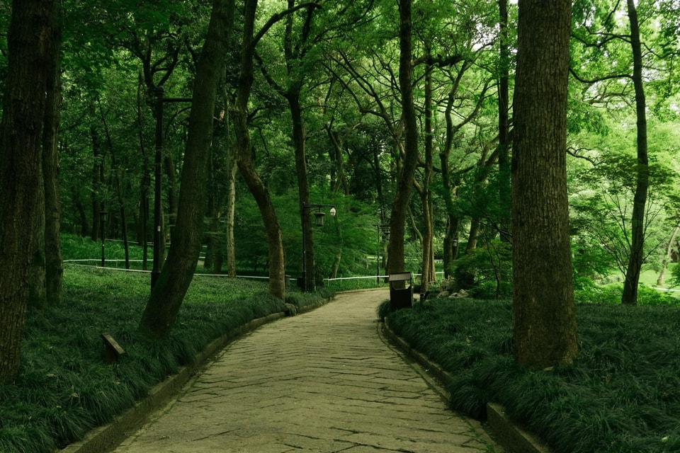 12 Best Shade Trees for Your Backyard (Ranked by Size and Growth Rate ...