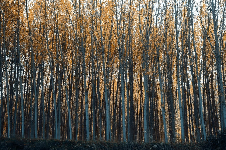 12 Best Shade Trees for Your Backyard (Ranked by Size and Growth Rate ...