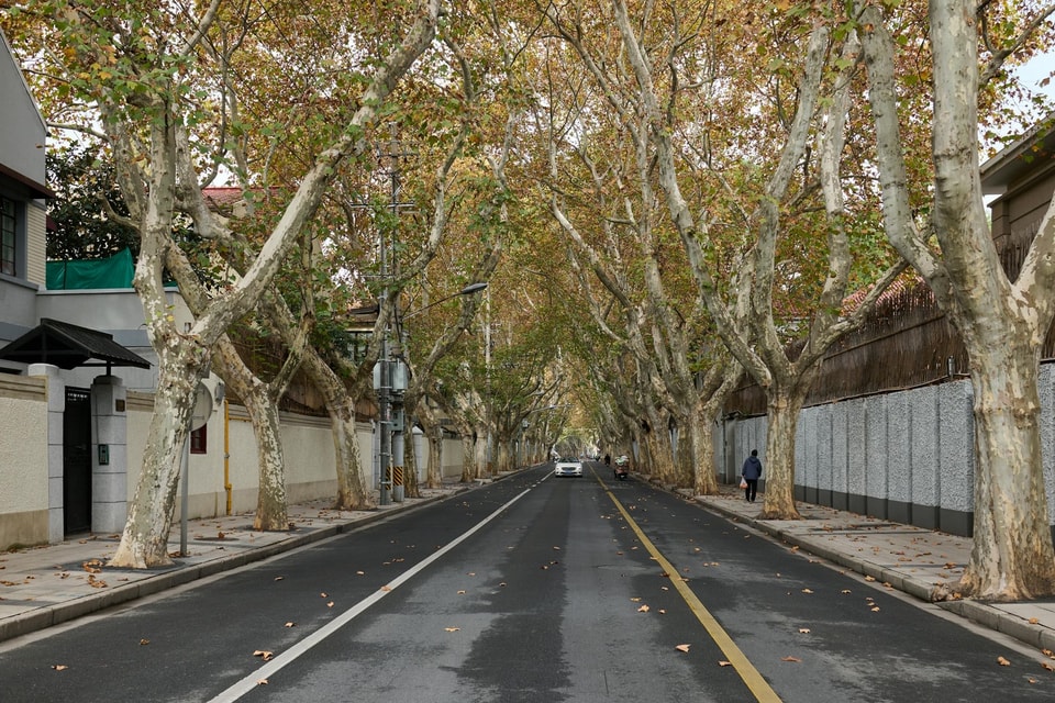 12 Best Shade Trees for Your Backyard (Ranked by Size and Growth Rate ...