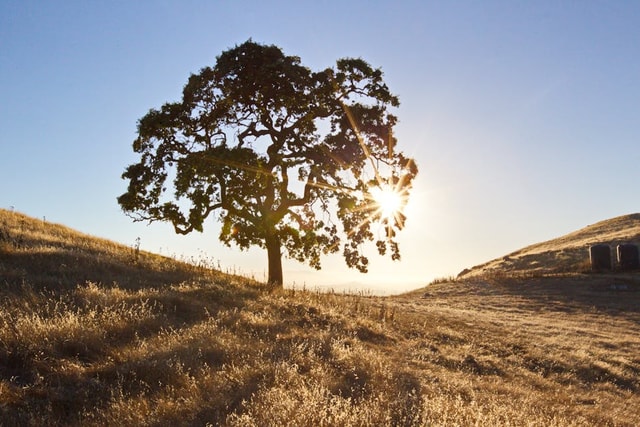 California Native Trees: 18 Species That Belong in Your Yard | Best ...