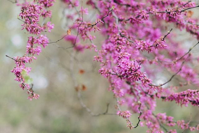 California Native Trees: 18 Species That Belong in Your Yard | Best ...