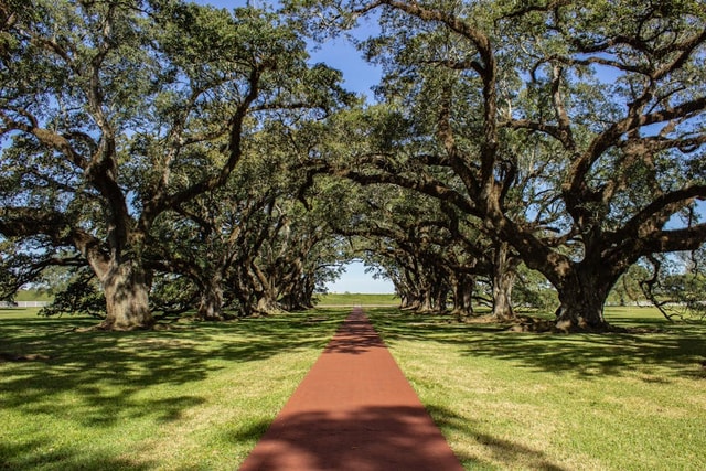 The Camphor Tree: Beautiful, Useful, and Totally Invasive | Best Trees ...