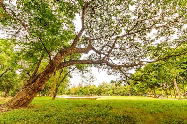 The Camphor Tree: Beautiful, Useful, and Totally Invasive | Best Trees ...
