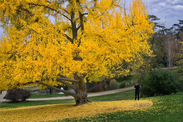 Deciduous Trees: The Best Leaf-Dropping Trees for Every Yard | Best ...