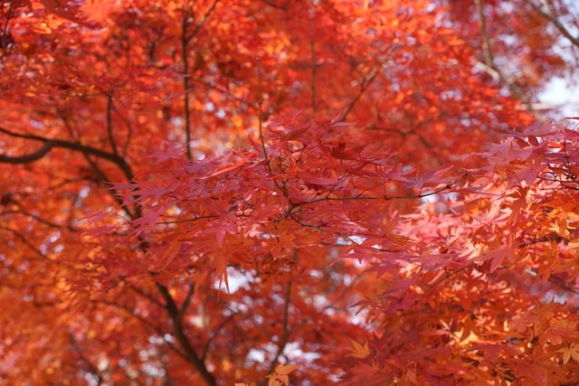Deciduous Trees: The Best Leaf-Dropping Trees for Every Yard | Best ...