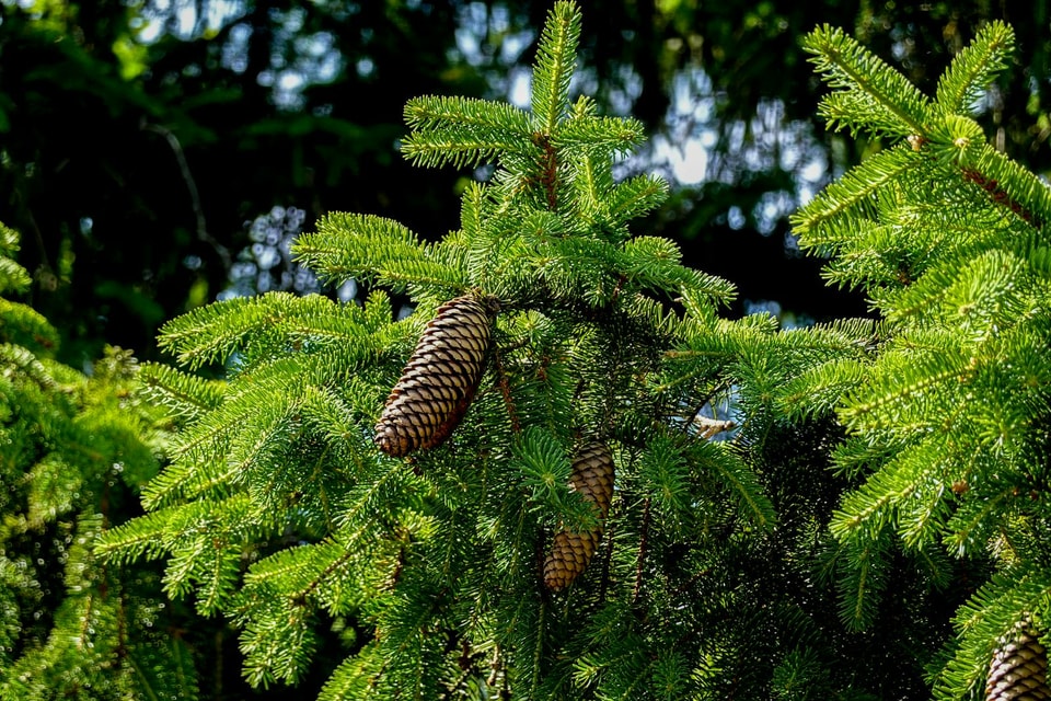 Fast Growing Evergreen Trees for Privacy: 10 Species Ranked by Growth ...