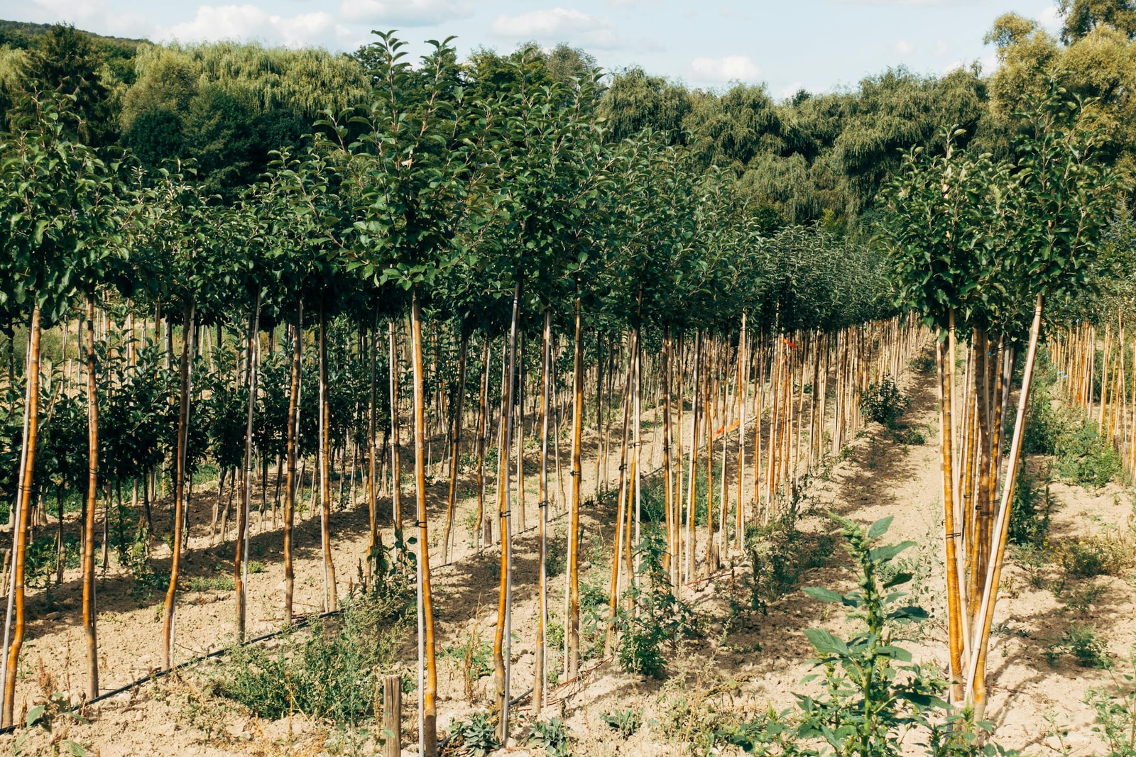 Fast-Growing Privacy Trees: The Best Screens to Plant | Best Trees to Plant