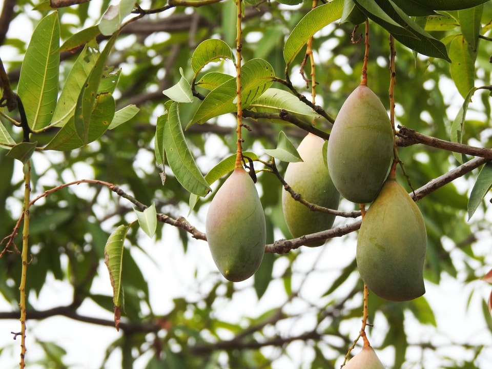 Best Trees for Zone 9: Shade Trees, Flowering Trees, Evergreens, and ...