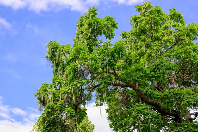 Trees with Large Leaves: 14 Bold, Tropical-Looking Species for ...