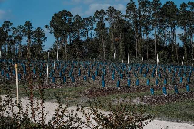 Tree Tubes: When to Use Them and When to Skip Them | Best Trees to Plant