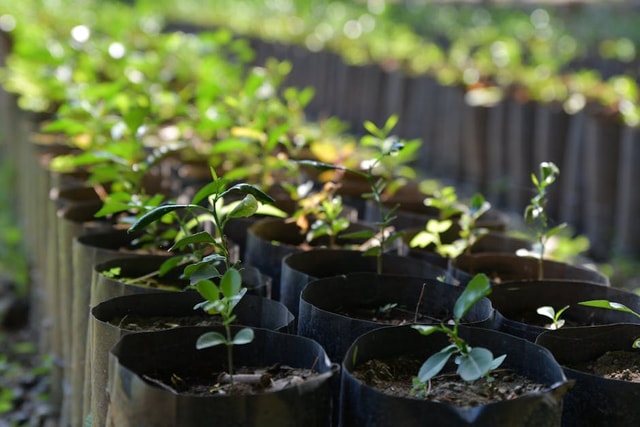 Tree Tubes: When to Use Them and When to Skip Them | Best Trees to Plant