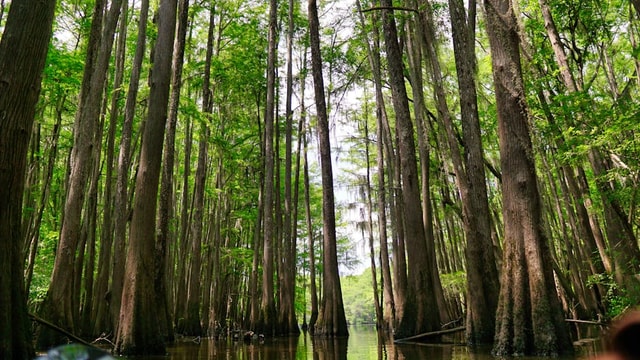 Trees for Wet Soil: 10 Species That Thrive Where Others Drown | Best ...