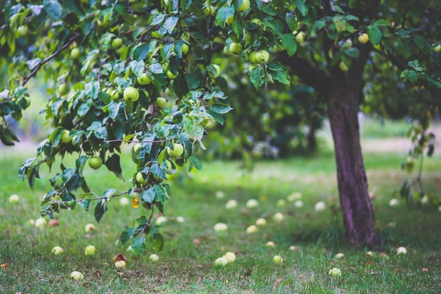 Tree Boring Insects: How to Identify, Prevent, and Treat Wood-Boring ...