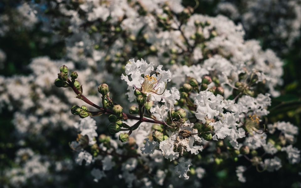 How Fast Do Crepe Myrtle Trees Grow? (Rates by Cultivar) | Best Trees ...