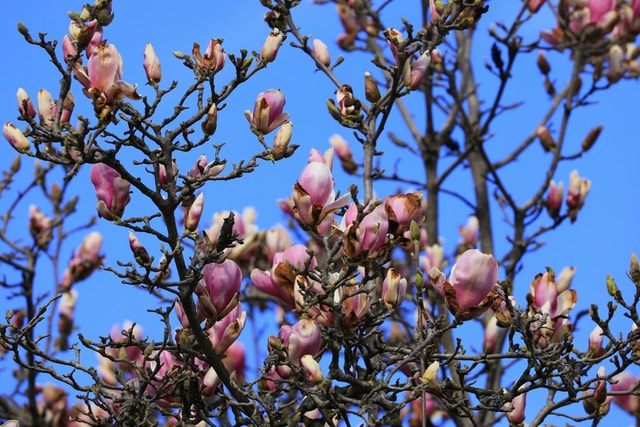 How Fast Do Magnolia Trees Grow? (By Species) | Best Trees to Plant