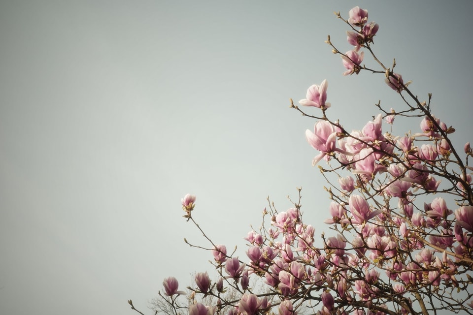 How Fast Do Magnolia Trees Grow? (By Species) | Best Trees to Plant