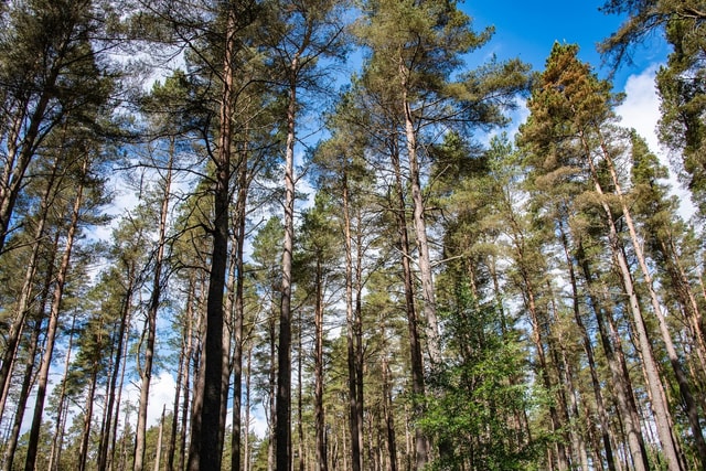 How Fast Do Pine Trees Grow? (And the Fastest Pines to Plant) | Best ...