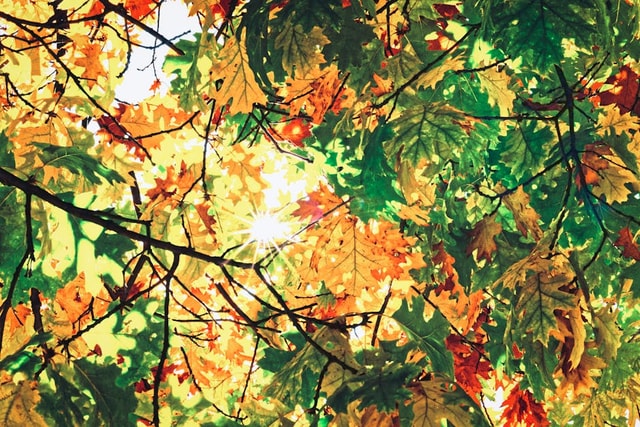 Maple Tree Diseases: Which Ones Actually Threaten Your Tree | Best ...