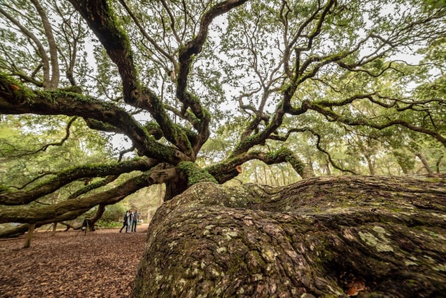 Protecting Your Trees Before the Next Storm | Best Trees to Plant