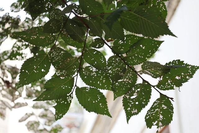 Tree Boring Insects: How to Identify, Prevent, and Treat Wood-Boring ...