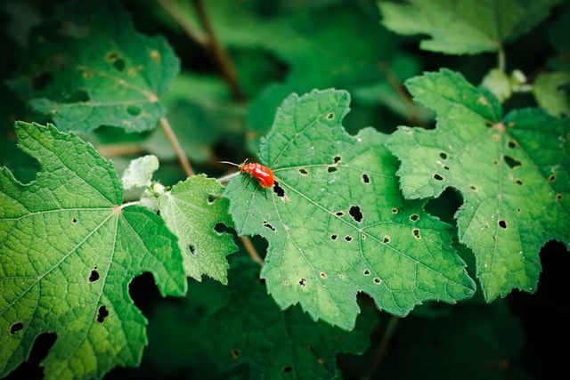 Tree Boring Insects: How to Identify, Prevent, and Treat Wood-Boring ...
