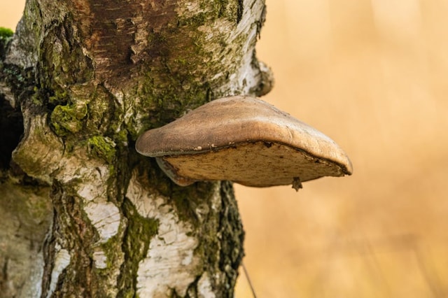 Tree Fungus Identification: What's Growing on Your Tree and What to Do ...
