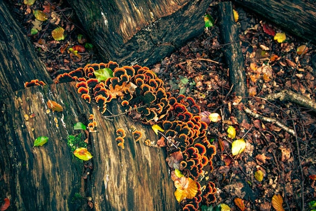 Tree Fungus Identification: What's Growing on Your Tree and What to Do ...