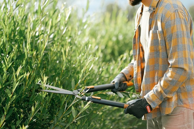 How to Trim Hedges: Timing, Technique, and the Mistakes That Kill Them ...