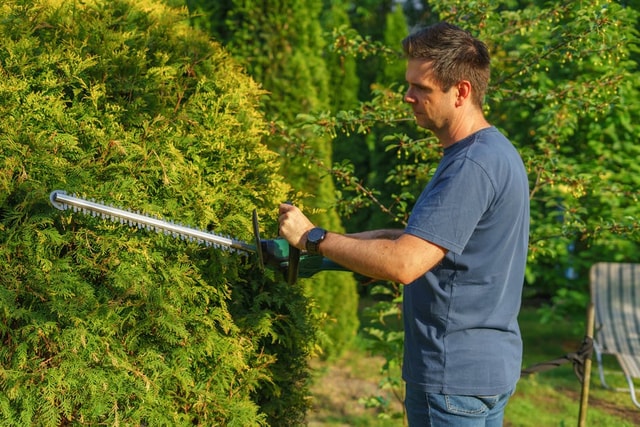How to Trim Hedges: Timing, Technique, and the Mistakes That Kill Them ...