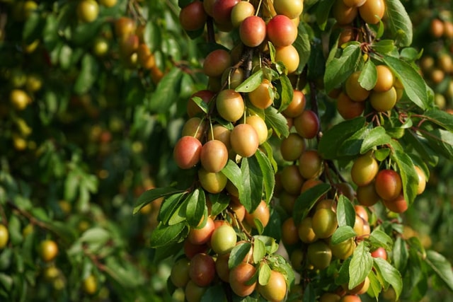 Pruning Plum Trees: When, How, and What to Cut for Better Fruit | Best ...