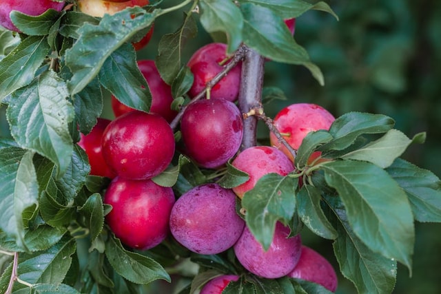 Pruning Plum Trees: When, How, and What to Cut for Better Fruit | Best ...