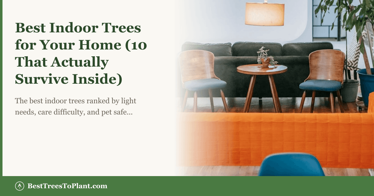 Best Indoor Trees for Your Home (10 That Actually Survive Inside ...