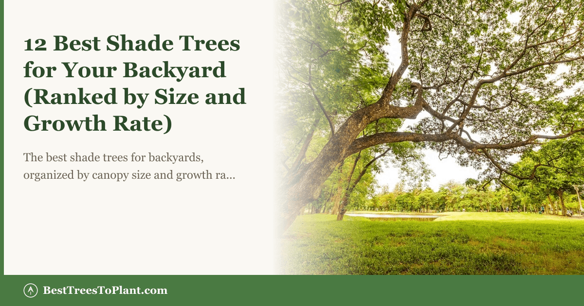 12 Best Shade Trees for Your Backyard (Ranked by Size and Growth Rate ...