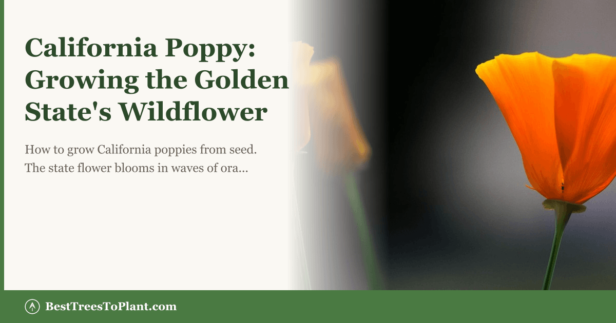 California Poppy: Growing the Golden State's Wildflower | Best Trees to ...