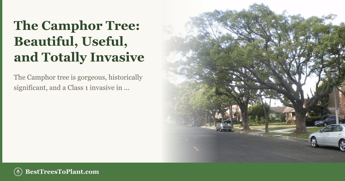 The Camphor Tree: Beautiful, Useful, and Totally Invasive | Best Trees ...