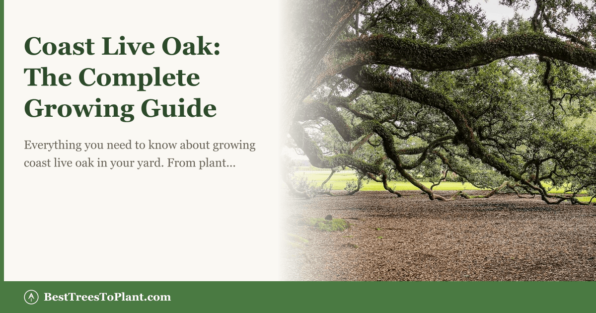 Coast Live Oak: The Complete Growing Guide | Best Trees to Plant