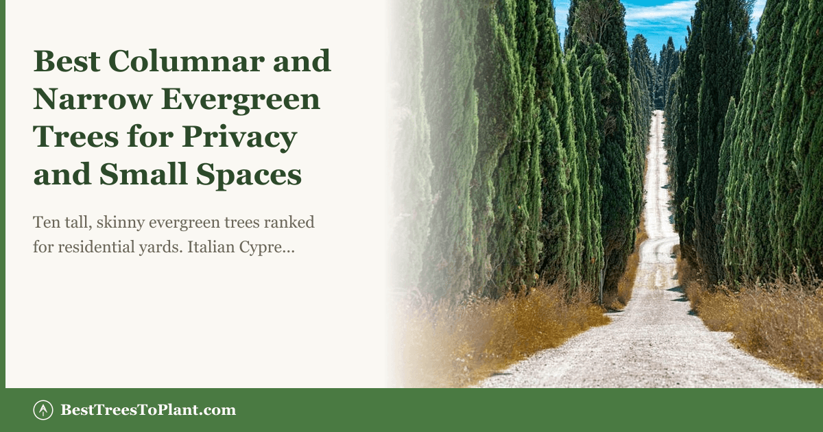 Best Columnar and Narrow Evergreen Trees for Privacy and Small Spaces ...
