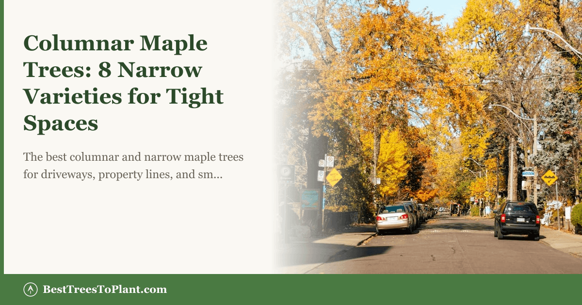Columnar Maple Trees: 8 Narrow Varieties for Tight Spaces | Best Trees ...