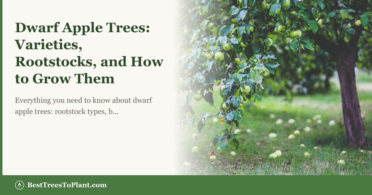 Dwarf Apple Trees: Varieties, Rootstocks, and How to Grow Them | Best ...