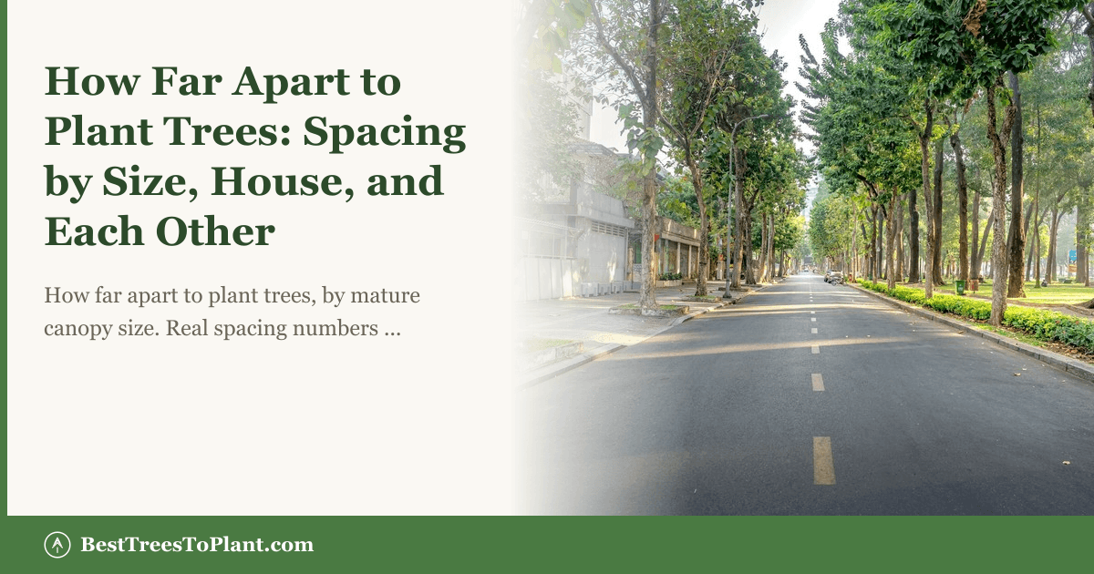 How Far Apart to Plant Trees: Spacing by Size, House, and Each Other ...