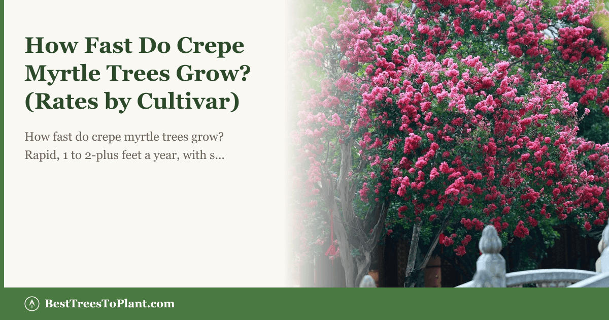 How Fast Do Crepe Myrtle Trees Grow? (Rates by Cultivar) | Best Trees ...