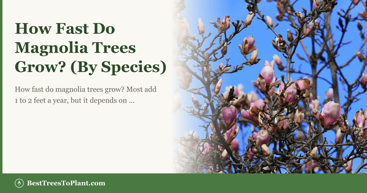 How Fast Do Magnolia Trees Grow? (By Species) | Best Trees to Plant