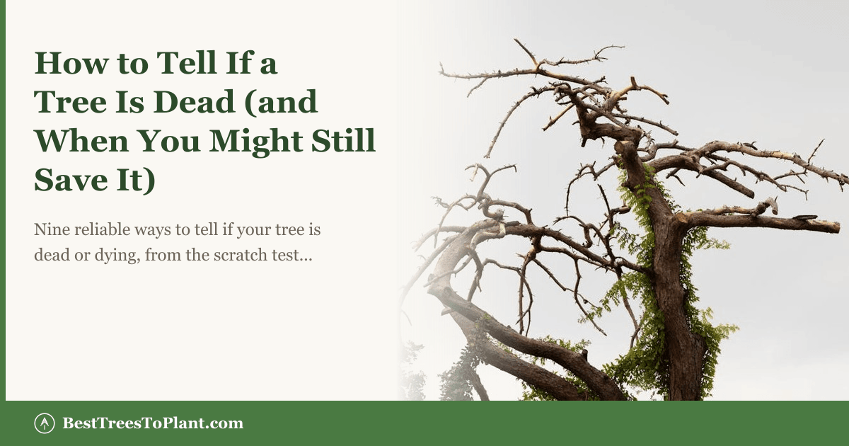How to Tell If a Tree Is Dead (and When You Might Still Save It) | Best ...