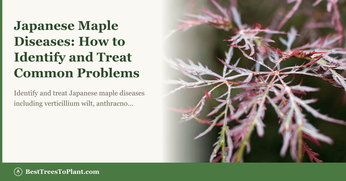 Japanese Maple Diseases: How to Identify and Treat Common Problems ...