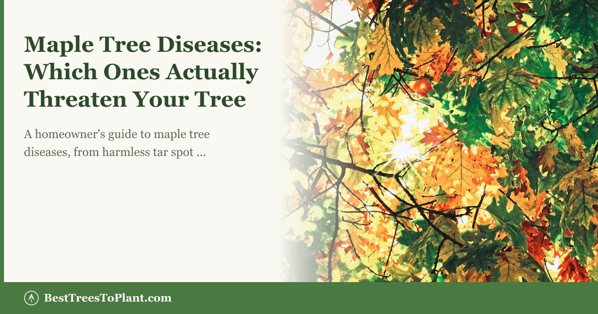 Maple Tree Diseases: Which Ones Actually Threaten Your Tree | Best ...