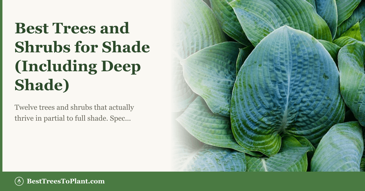 Best Trees and Shrubs for Shade (Including Deep Shade) | Best Trees to ...