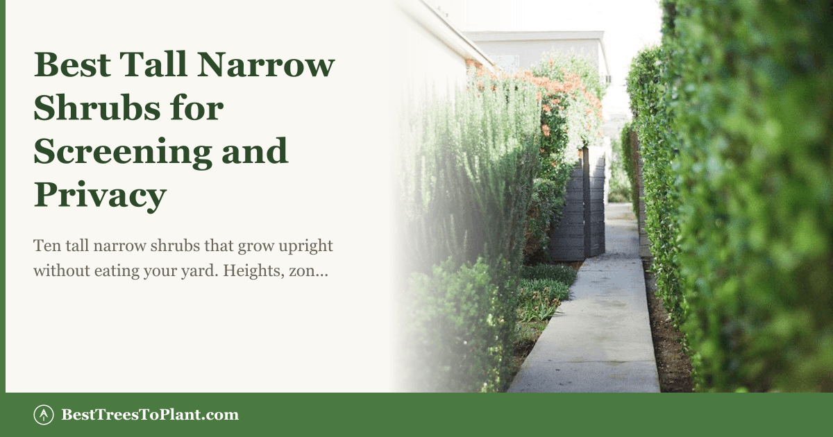 Best Tall Narrow Shrubs for Screening and Privacy | Best Trees to Plant