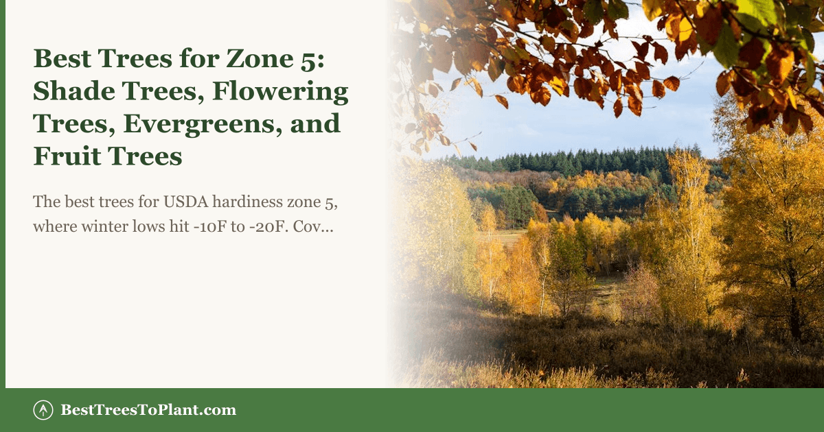 Best Trees for Zone 5: Shade Trees, Flowering Trees, Evergreens, and ...