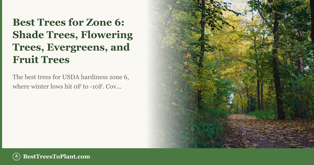 Best Trees for Zone 6: Shade Trees, Flowering Trees, Evergreens, and ...