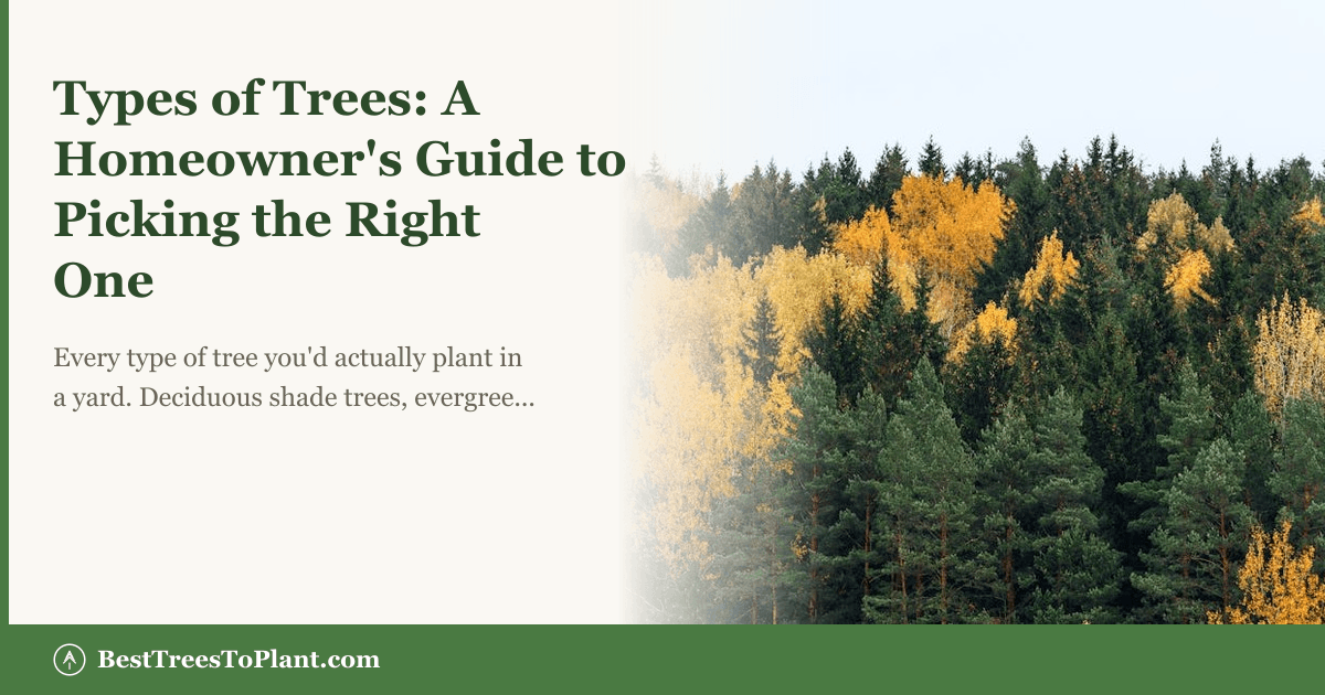 Types of Trees: A Homeowner's Guide to Picking the Right One | Best ...
